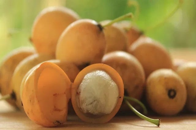 Lợi ích của quả dâu da đất | Sức Khỏe Cộng Đồng